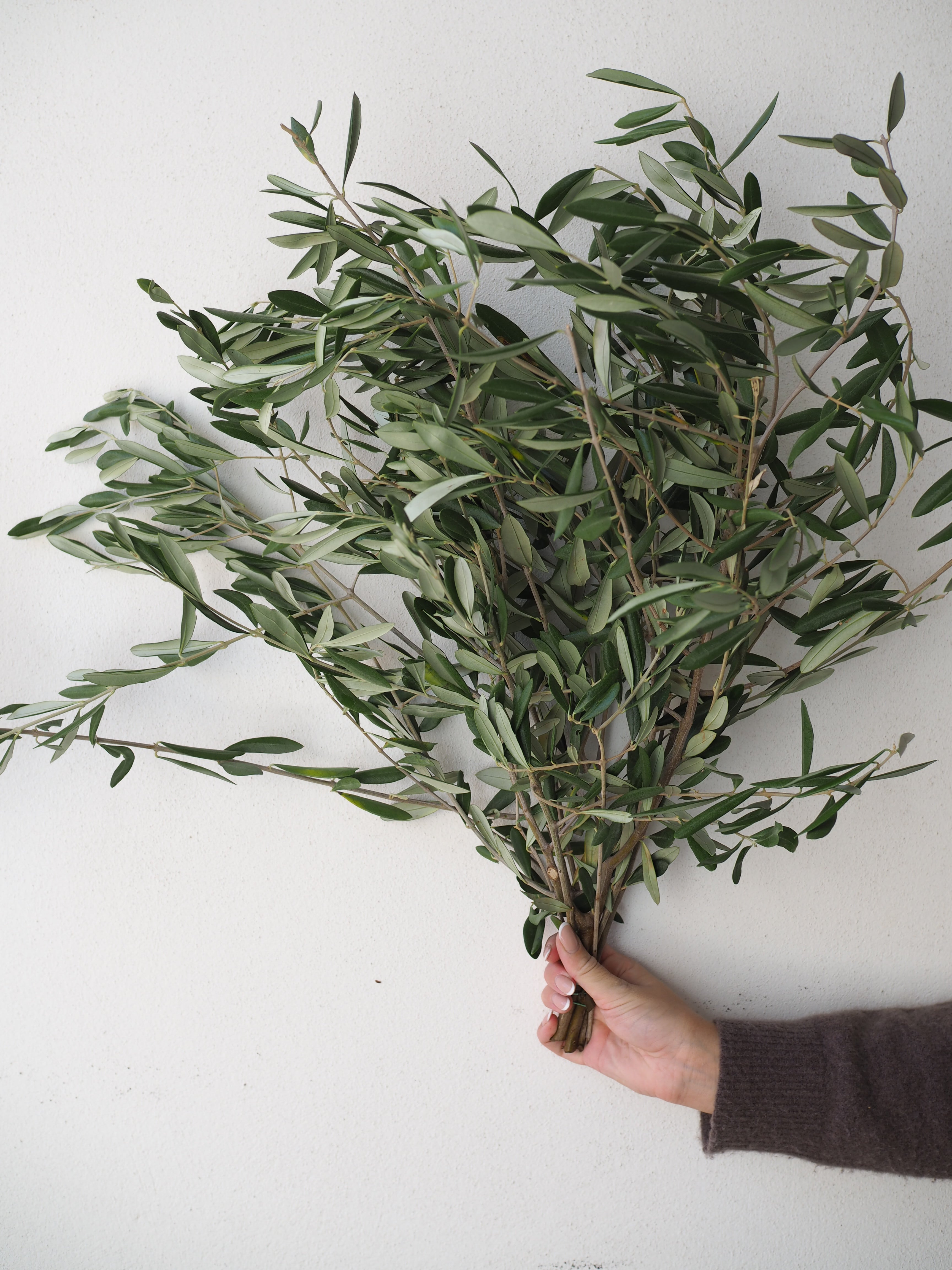 Olive Bunch – Pamplemousse